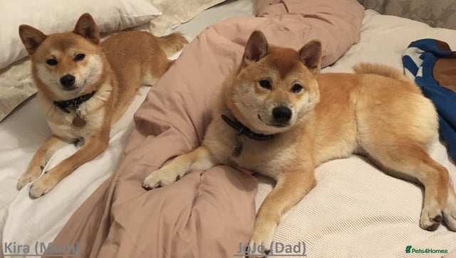 2 Beautiful Chunky Red Shiba Inu Female Pups left for sale in Lincoln ...