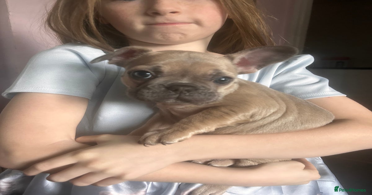 Gorgeous exotic colour french bulldog puppies for sale in Sidcup | Pets4Homes