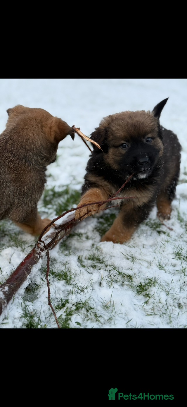Bernese Mountain Dog/German Shepherd for sale in Castlewellan | Pets4Homes