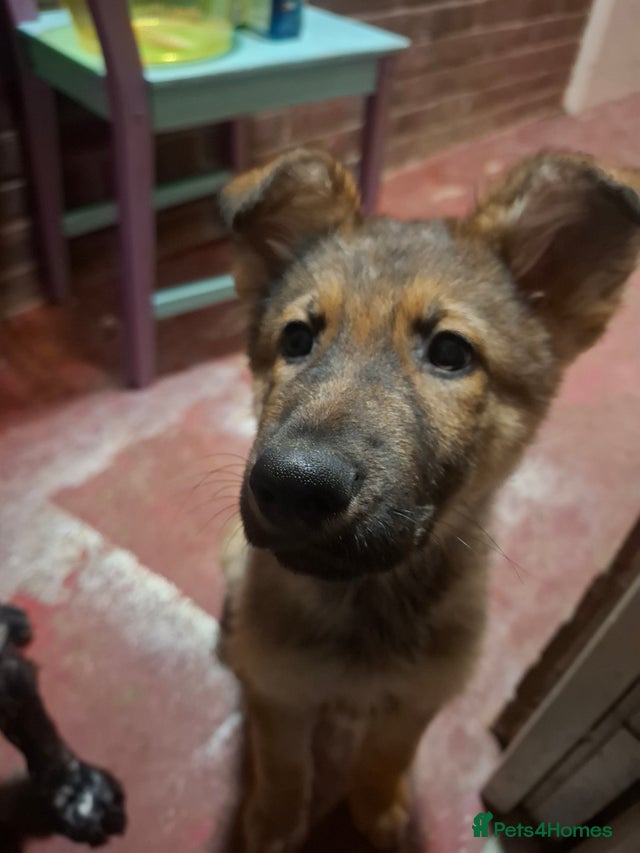 German shepherd boy 4months for sale in Salisbury | Pets4Homes