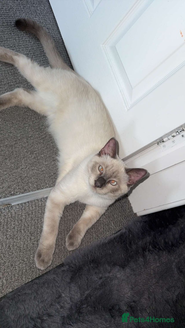 Full Ragdoll male 7 mouth old for sale in Ammanford | Pets4Homes