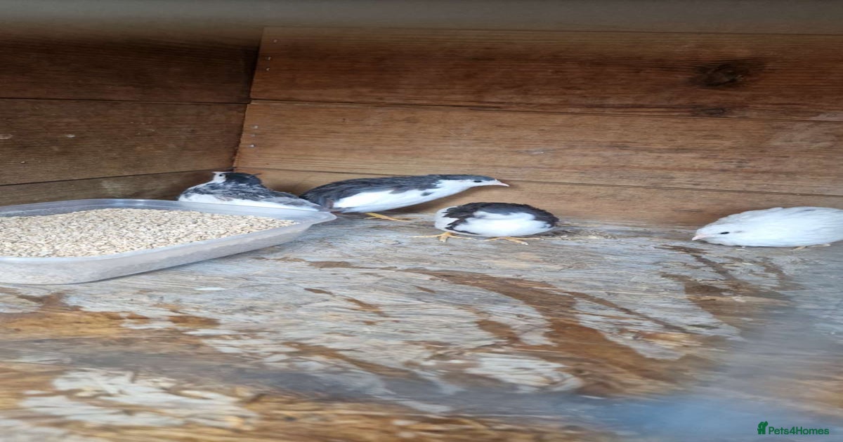 Chinese painted/button quails for sale in Westbury | Pets4Homes