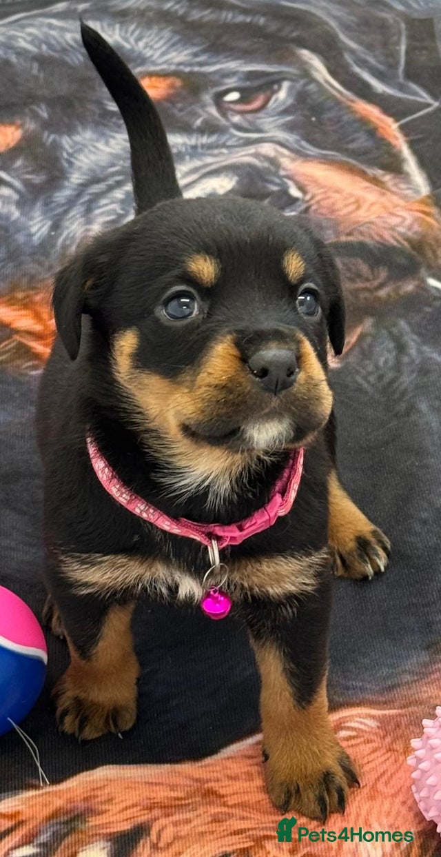 Boxweiler (Rottweiler x Boxer) for sale in Worcester | Pets4Homes