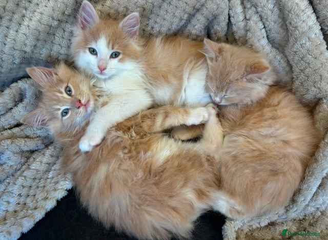 3 Male Dilute Ginger/White kittens Half Ragdoll for sale in Northampton ...