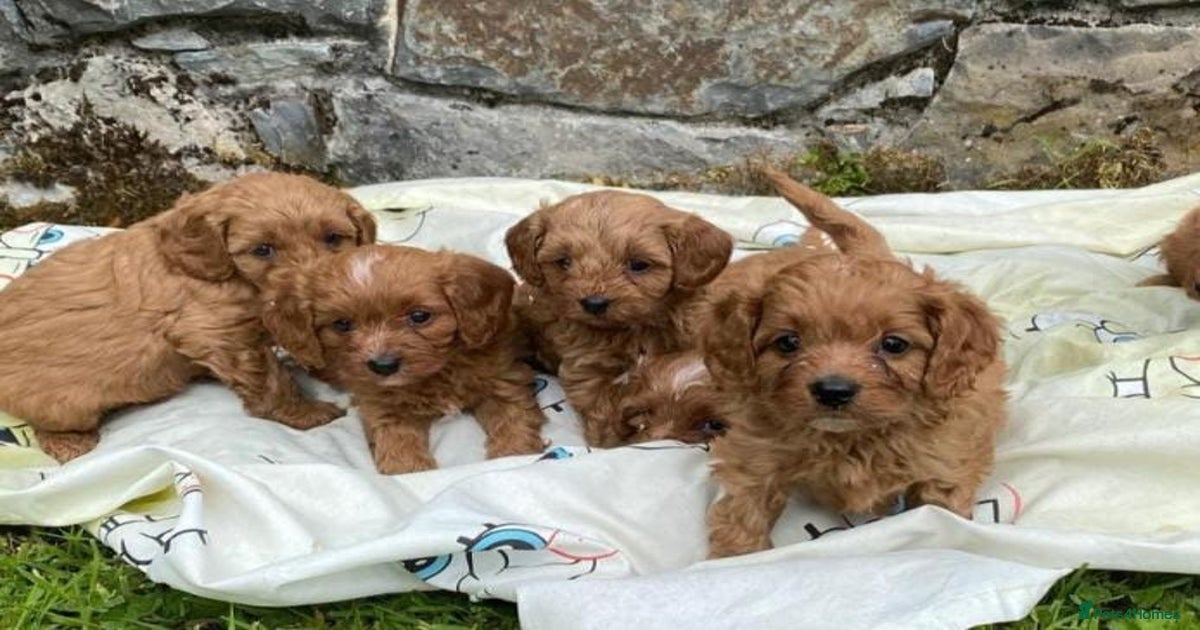 Ruby red cavapoo puppies for sale in Manchester | Pets4Homes
