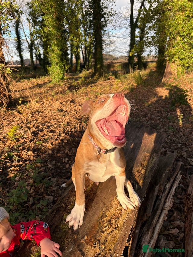 thor for sale in Telford | Pets4Homes