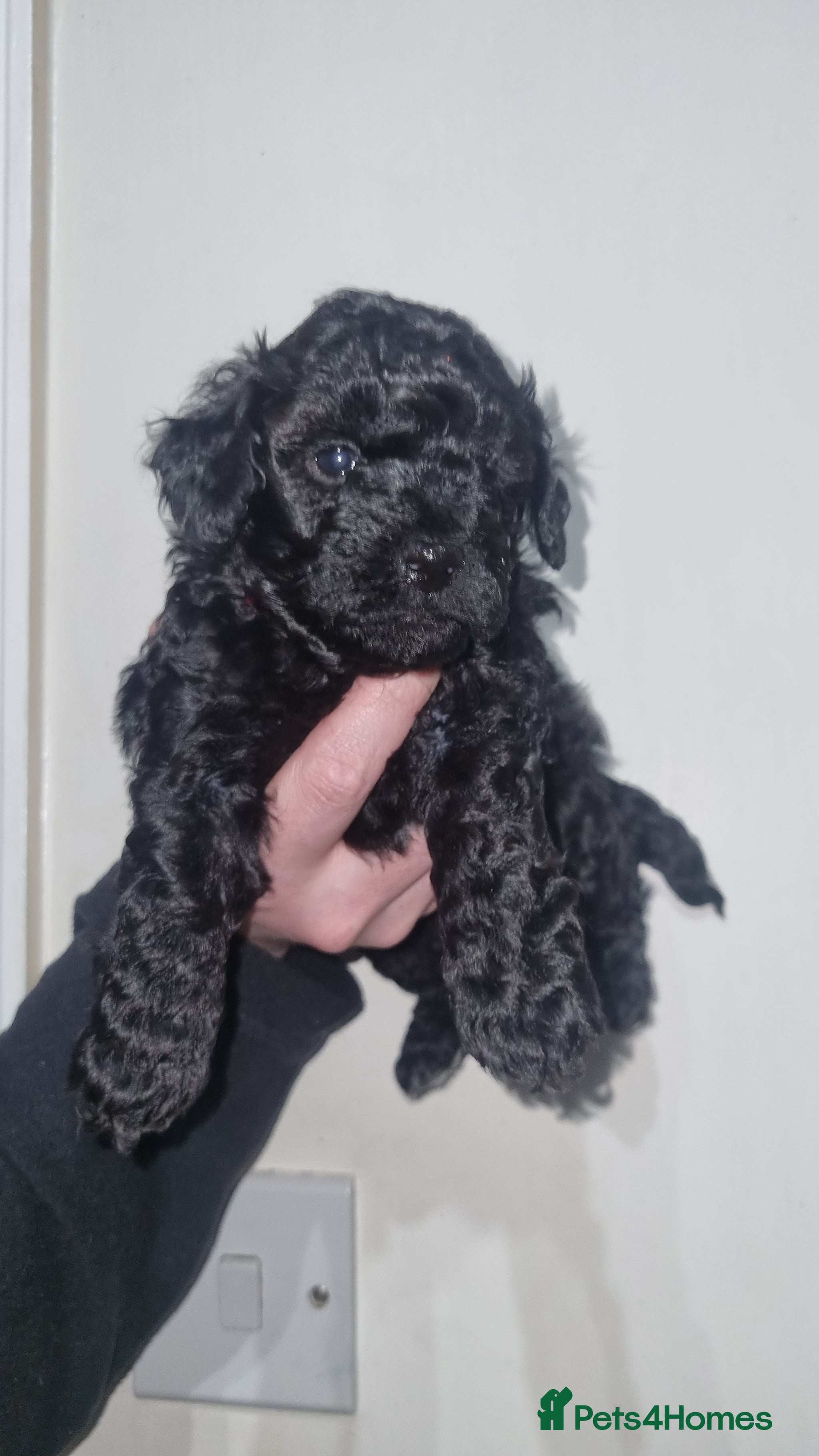 Jackapoo Dogs Breed - Information, Temperament, Size & Price | Pets4Homes