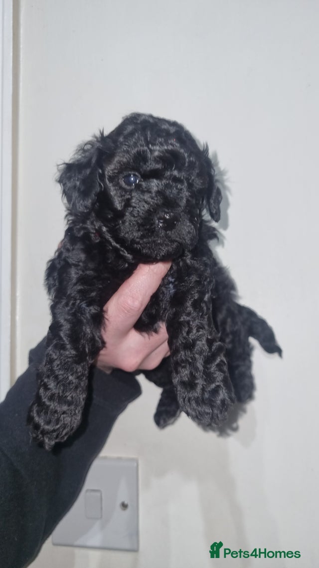 Jackapoo Dogs Breed - Information, Temperament, Size & Price | Pets4Homes