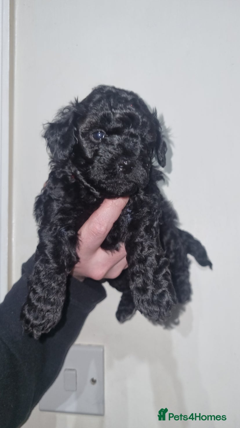 Jackapoo Dogs Breed - Information, Temperament, Size & Price | Pets4Homes