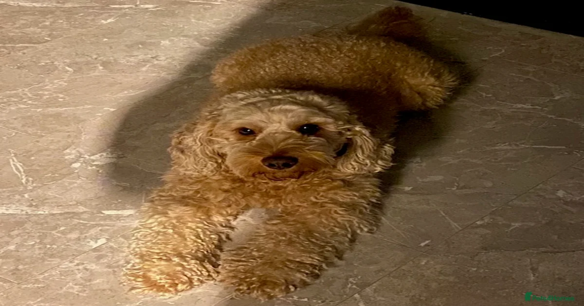 DNA tested F1 Cockapoo stud for stud in London | Pets4Homes