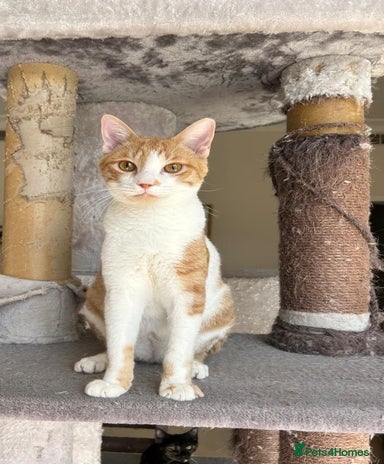 Ginger Cats for adoption | Pets4Homes