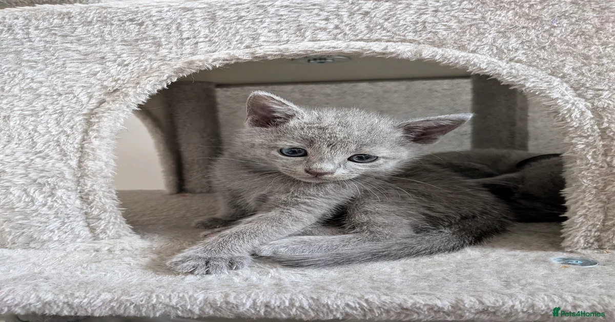 Russian Blue Kittens for sale | Pets4Homes