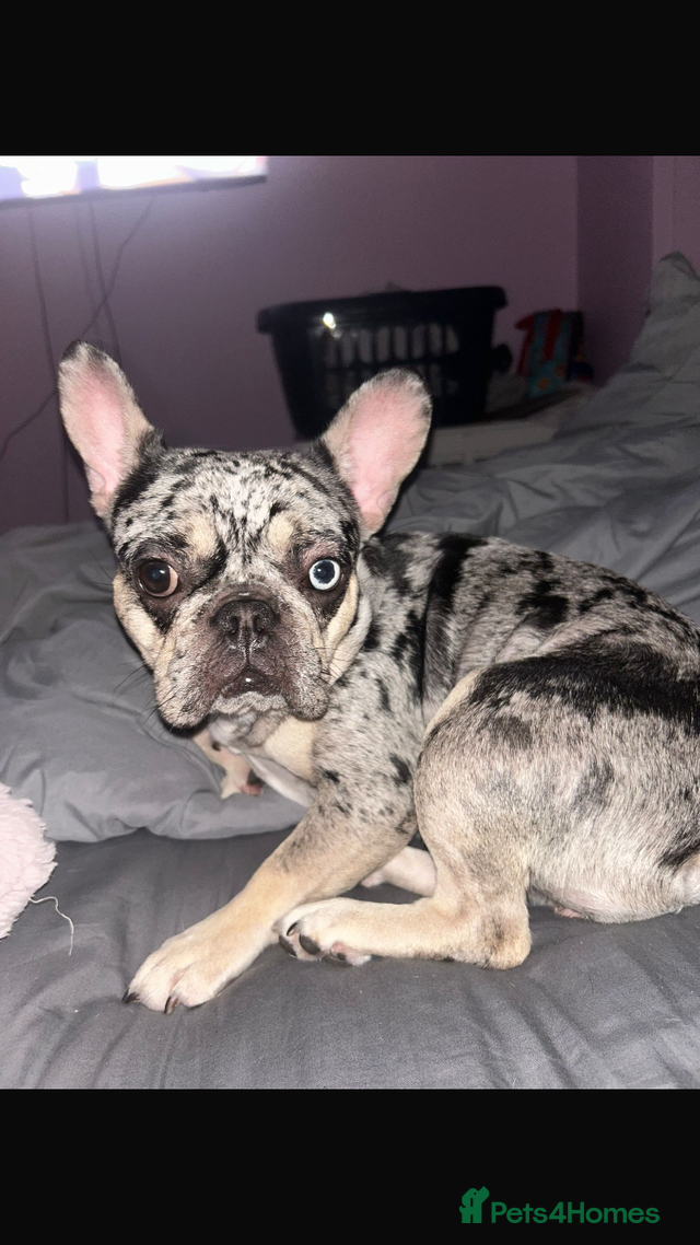 Female French bulldog for sale in Chigwell | Pets4Homes