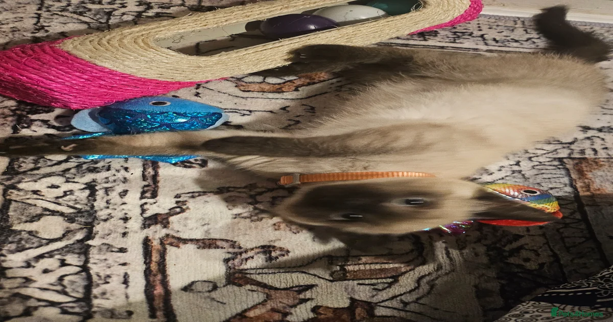 Ragdoll for sale in Farnham | Pets4Homes