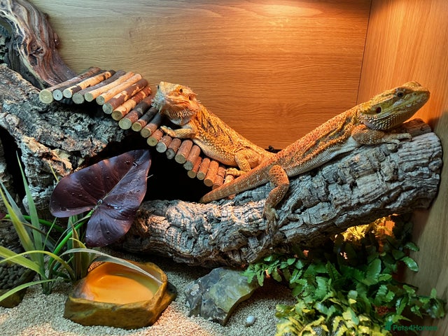 SCALES & TAILS | Pets4Homes