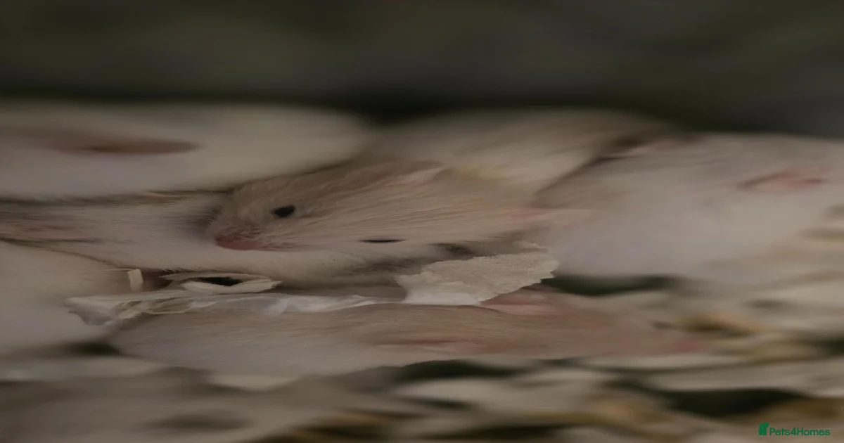 Hamster Rodents for sale in Ipswich, Suffolk | Pets4Homes