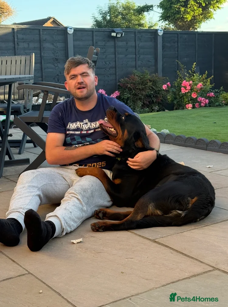 KC Reg 10 month Rottweiler Gorgeous Boy for sale in Leeds | Pets4Homes