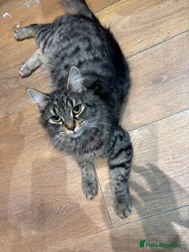 Stunning smoke Norwegian forest kitten ready now for sale in Morden ...