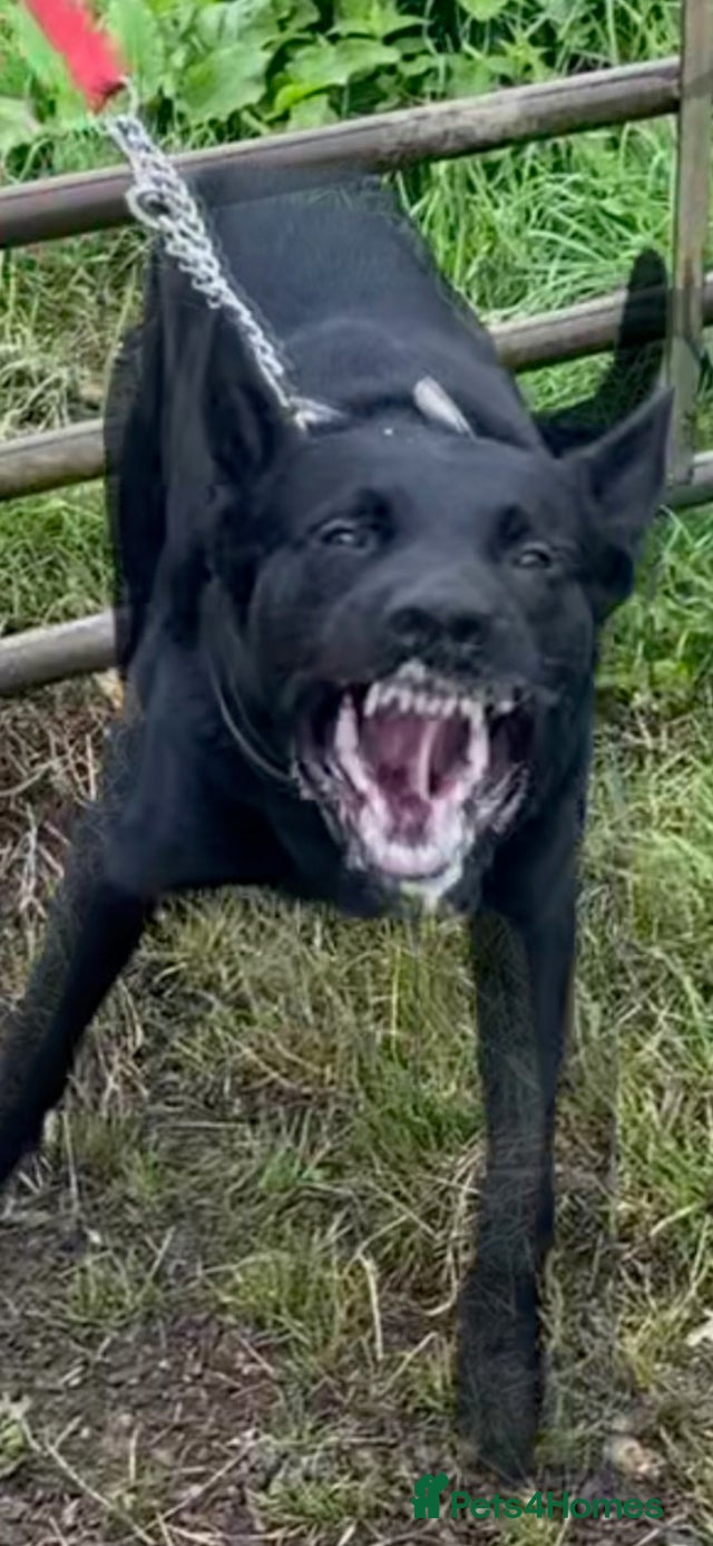 Full tested family protection dog for sale in Peterborough | Pets4Homes