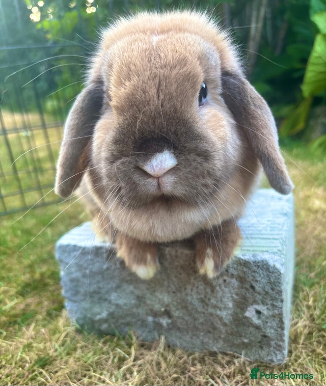 mini lops for sale in Warrington | Pets4Homes
