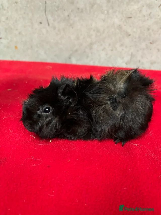Female guinea pigs for sale in Sutton Coldfield | Pets4Homes