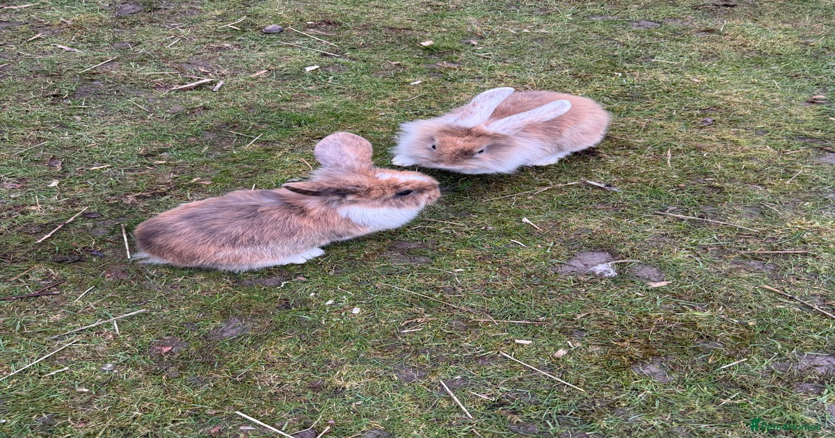 Baby bunnies/ rabbits for sale in Perth | Pets4Homes
