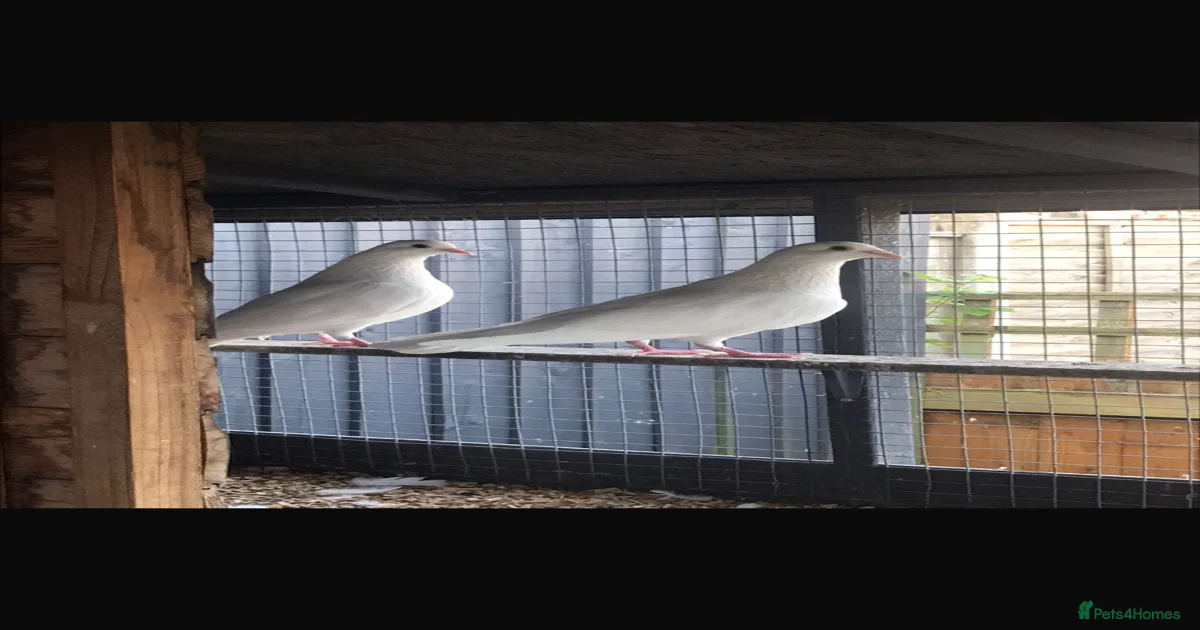 Pigeons Birds for sale in Wolverhampton, West Midlands | Pets4Homes