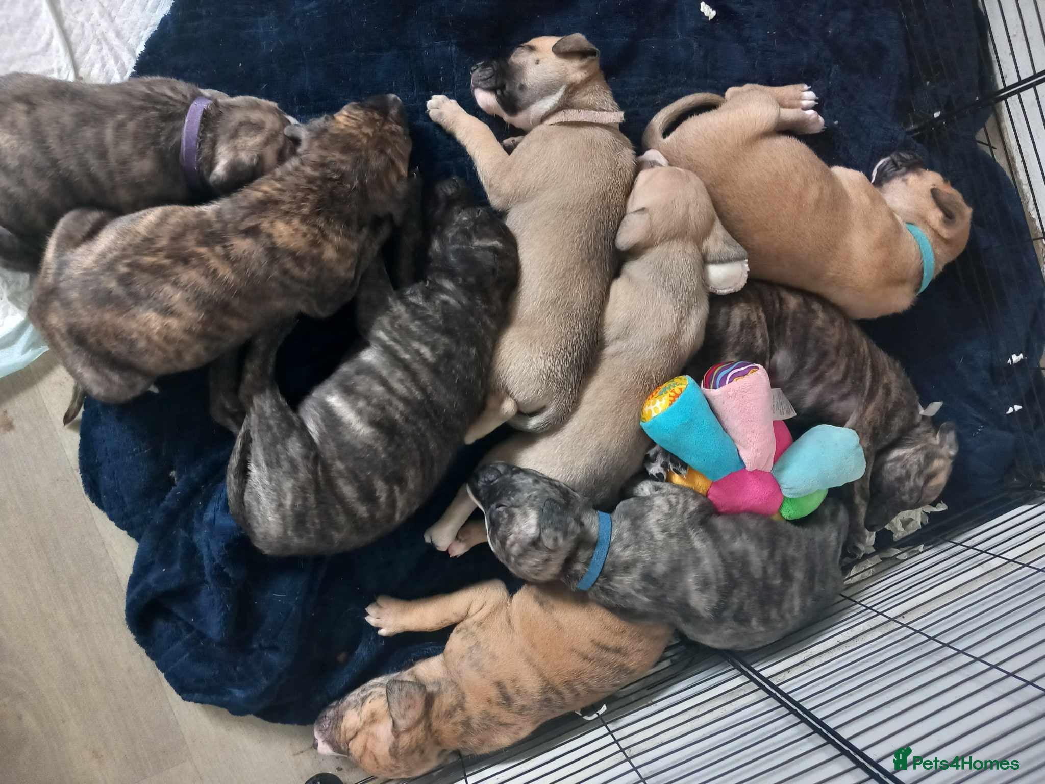 Bull x Lurcher Puppies for Sale. for sale in Porth | Pets4Homes