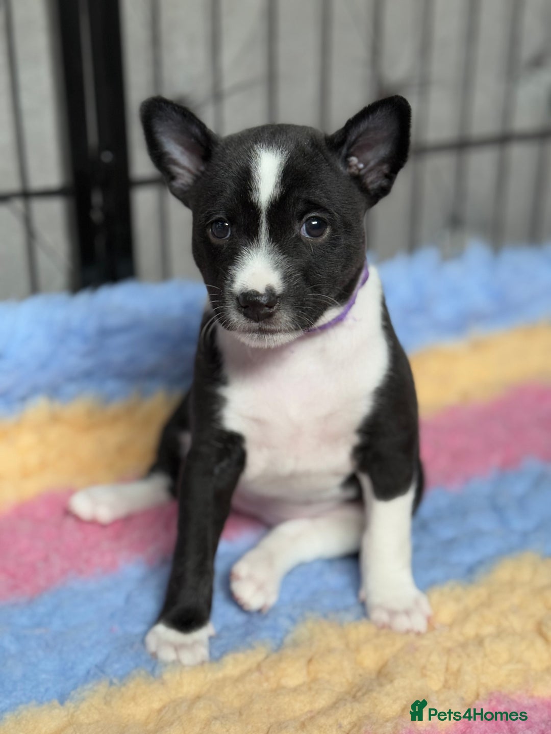 Basenji Dogs Breed - Information, Temperament, Size & Price | Pets4Homes