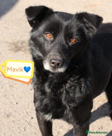 Free Dogs for adoption | Pets4Homes