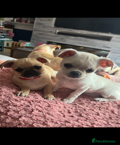 Chug Dogs Breed - Information, Temperament, Size & Price | Pets4Homes