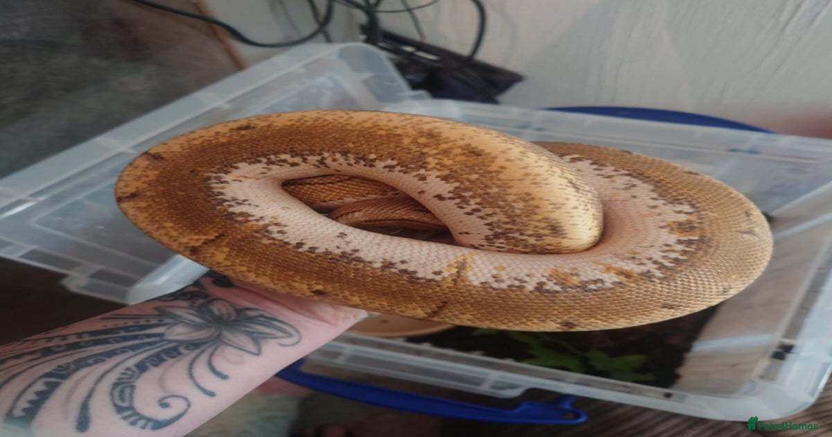 Royal python for sale in Blackwood | Pets4Homes