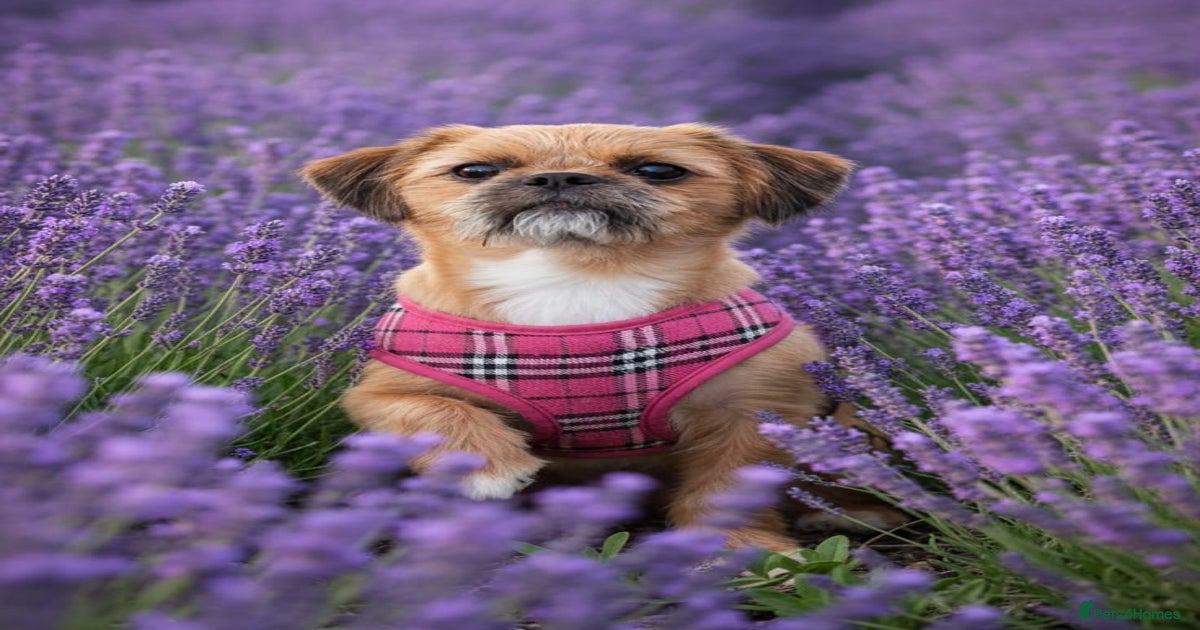 Shih Tzu mix Jack Russell for sale in Dudley | Pets4Homes