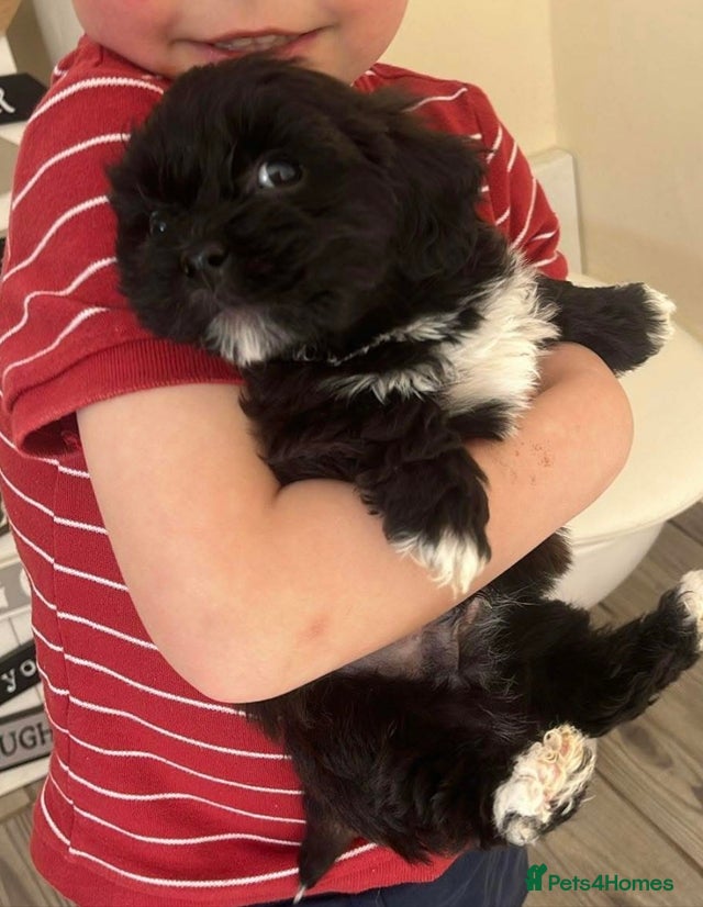 Shihpoo male pup for sale in Barnetby | Pets4Homes