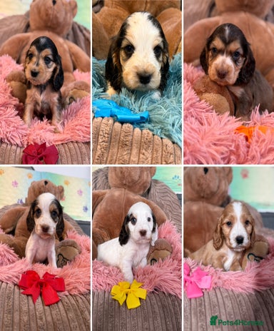 Cocker spaniels Puppies for sale | Pets4Homes
