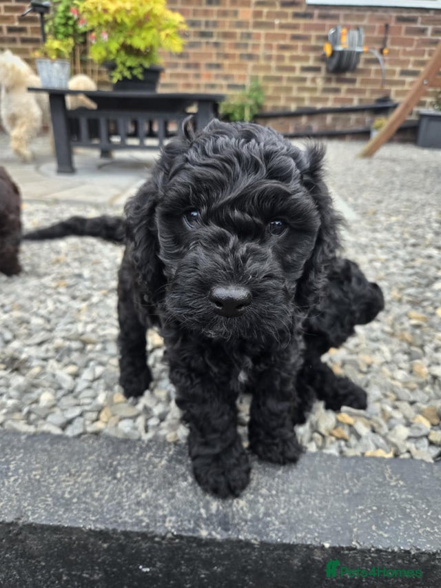 Gorgeous F1 cockapoo babies for sale in Brampton | Pets4Homes