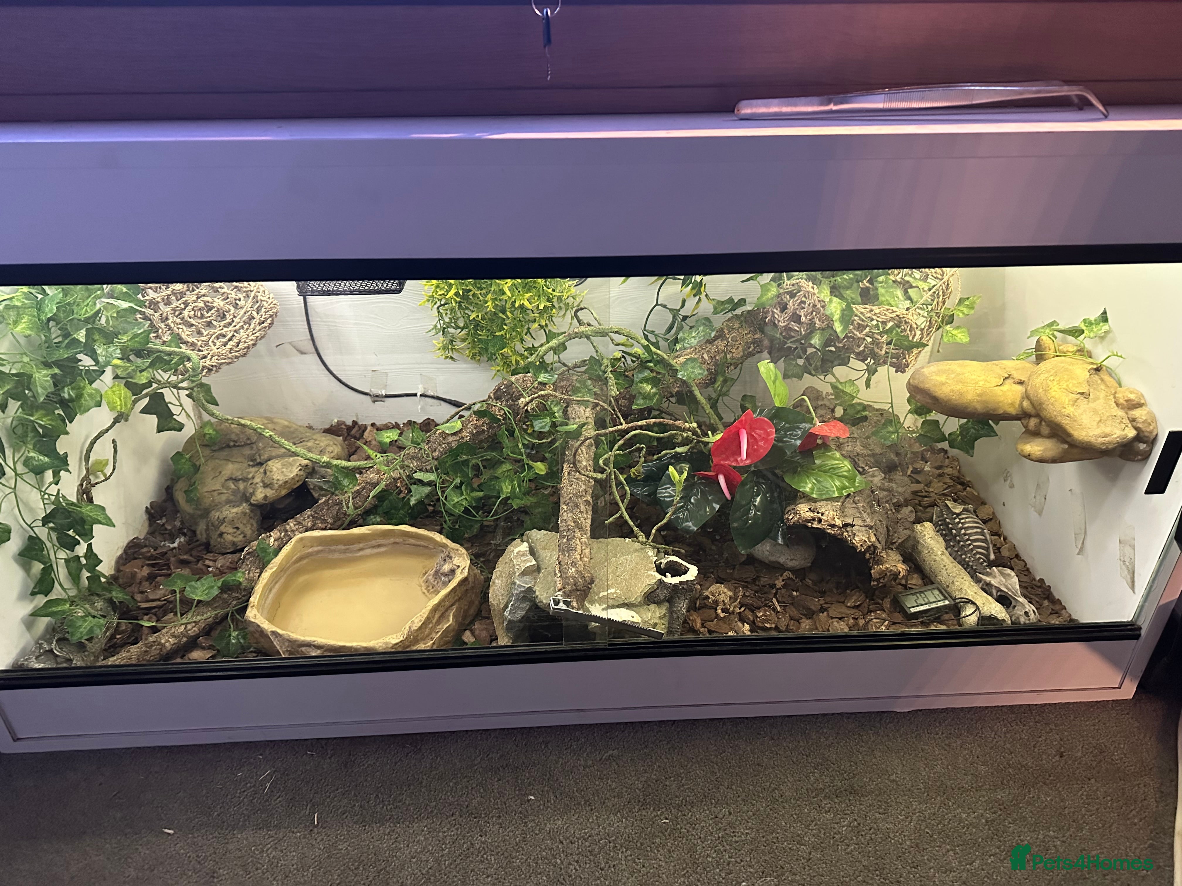 ball/royal python with vivarium for sale in Epsom | Pets4Homes