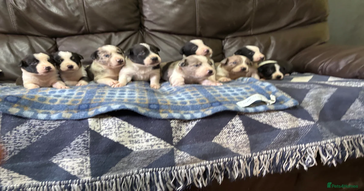 Border Collie Puppies for sale | Pets4Homes