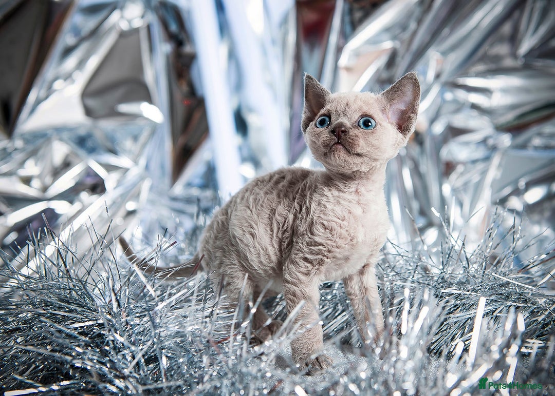 Blue point Devon Rex boy😍 for sale in Spalding | Pets4Homes