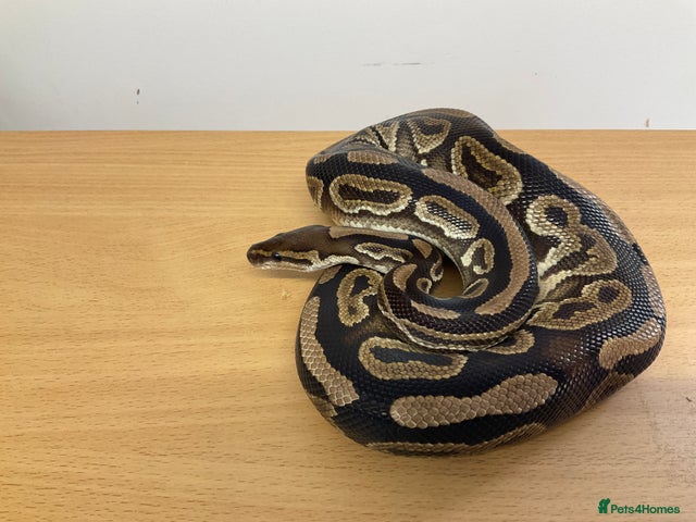 Royal Pythons for sale in Mansfield | Pets4Homes