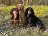 Countryways Gundogs | Pets4Homes