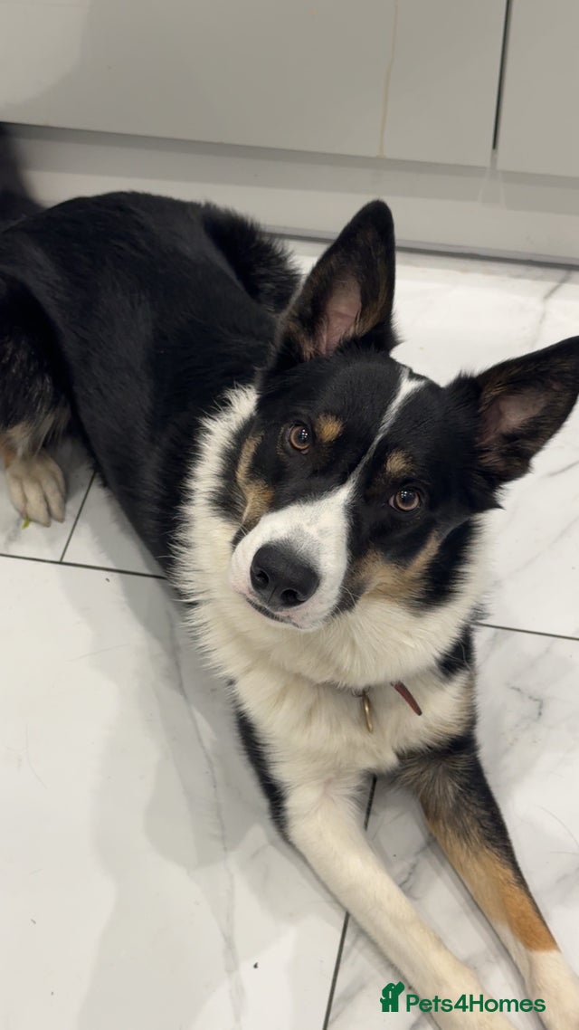Border Collie x Sheep Dog for stud in Bolton | Pets4Homes