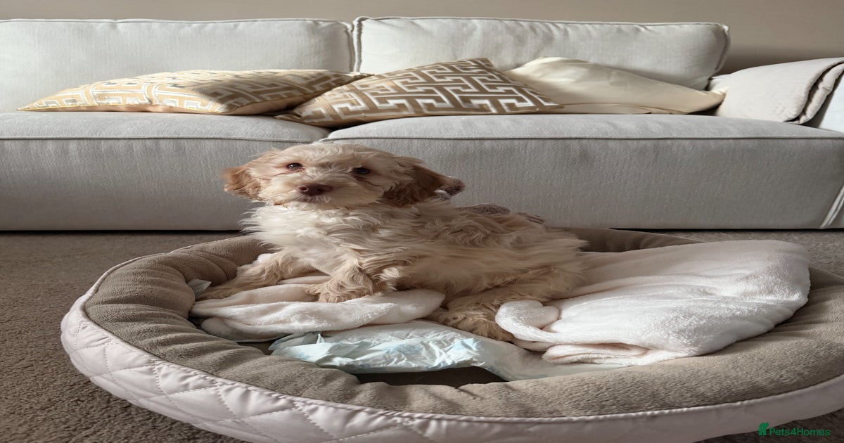 Cockapoo boy/male for sale in Stockton-on-Tees | Pets4Homes