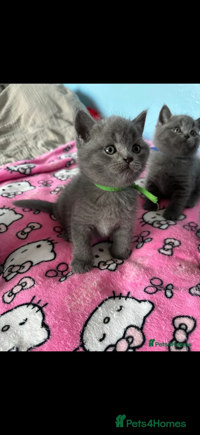 Beautiful british short hair for sale in London | Pets4Homes