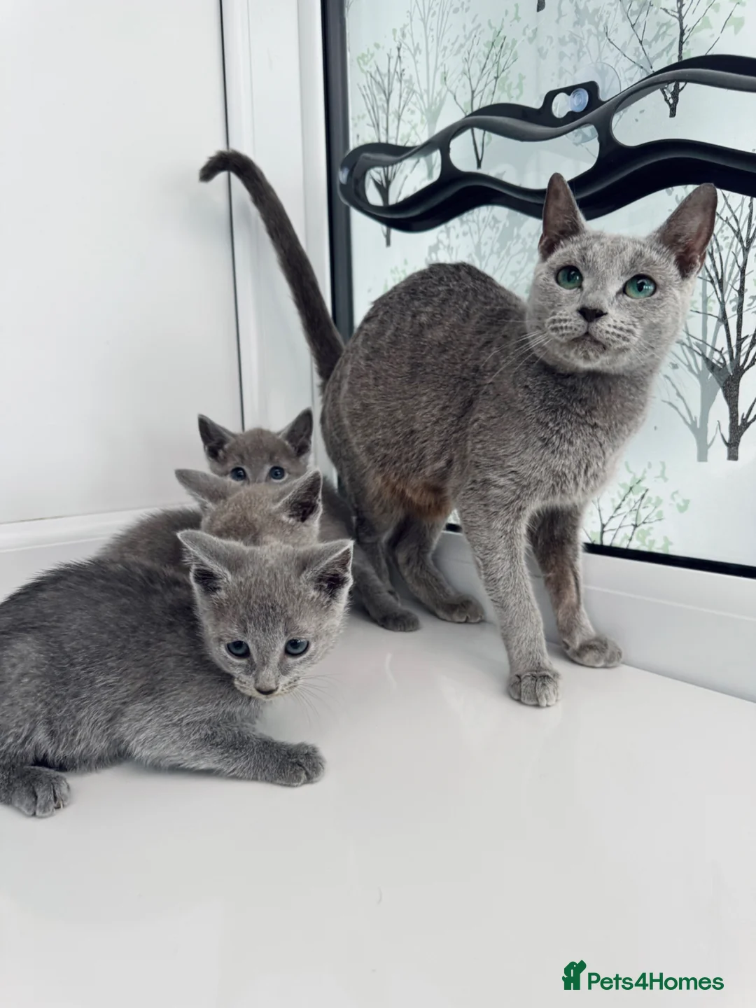 TICA Rusian Blue kittens for sale in Maidstone | Pets4Homes