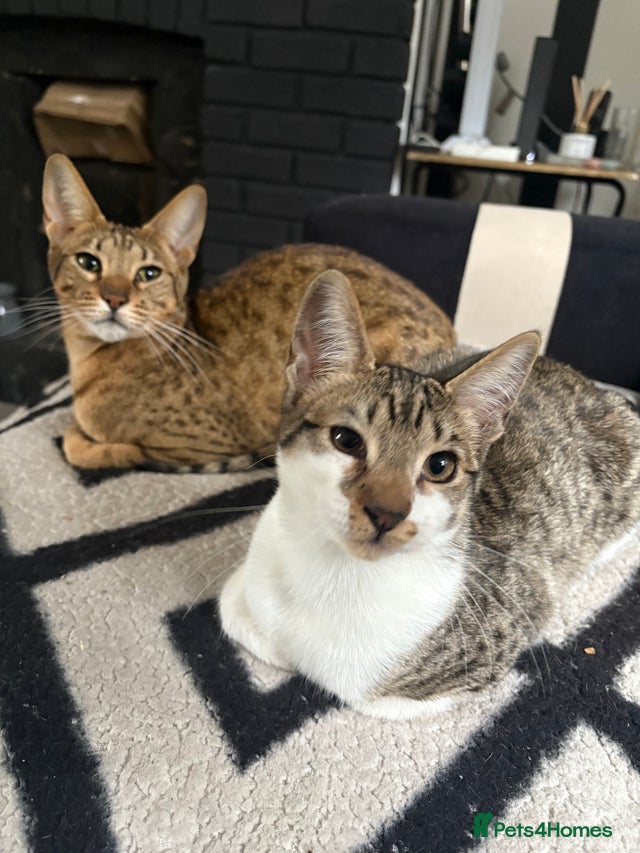 Savannah mix for sale in Pontypool | Pets4Homes