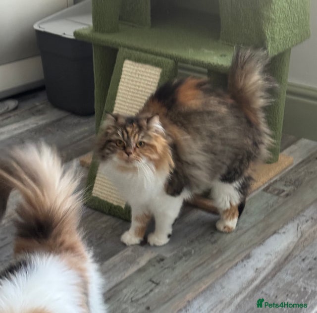 Persian x angora adult for sale in Wisbech | Pets4Homes