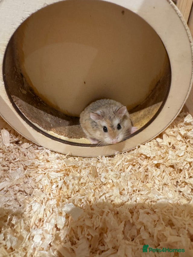 2 Boy Dwarf Hamsters for sale in Dunmow | Pets4Homes