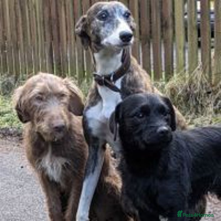 Lurcher Dogs Breed - Information, Temperament, Size & Price | Pets4Homes