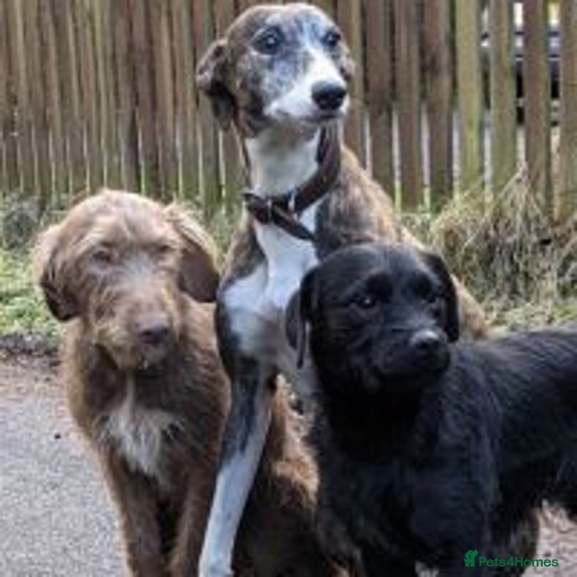 Lurcher Dogs Breed - Information, Temperament, Size & Price | Pets4Homes